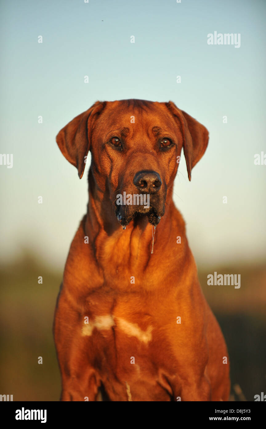 Rhodesian Ridgeback Portrait Stock Photo - Alamy