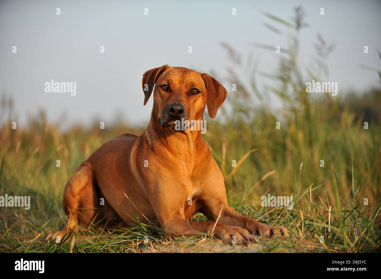 lying Rhodesian Ridgeback Stock Photo - Alamy