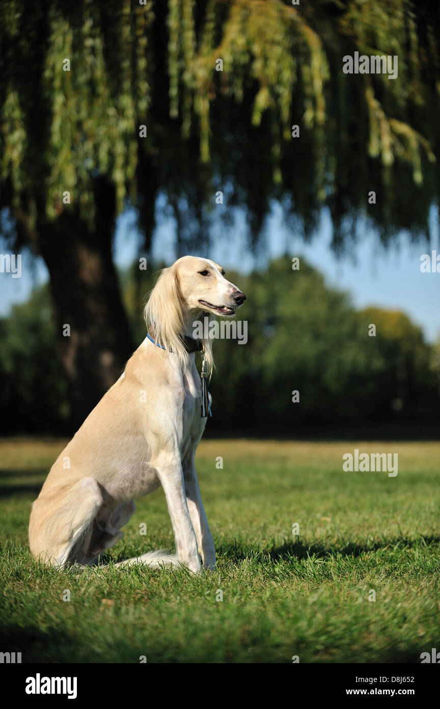 Long hair greyhound hi-res stock photography and images - Alamy