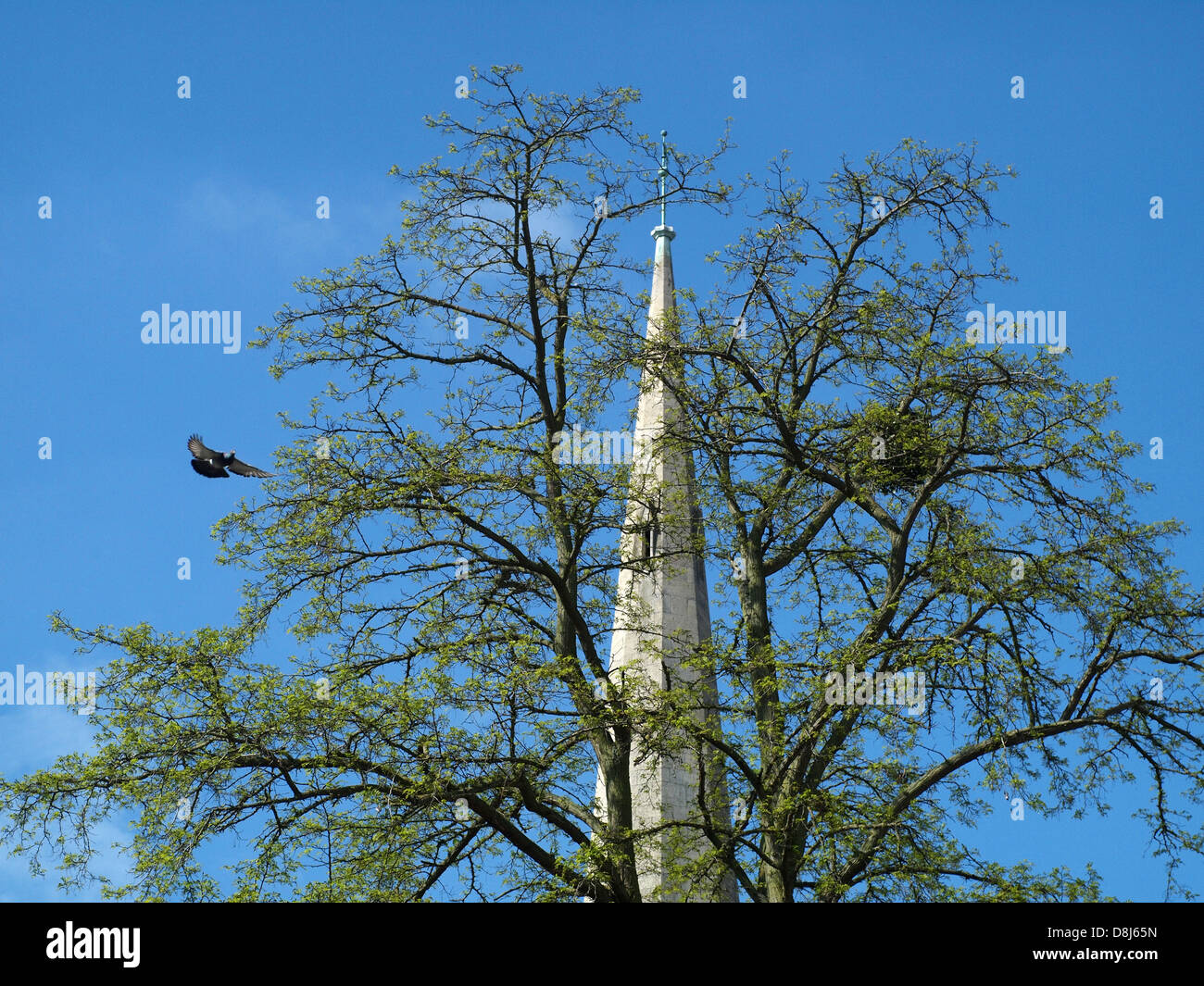 Church spire behind tall tree with bird flying around in blue sky Stock ...