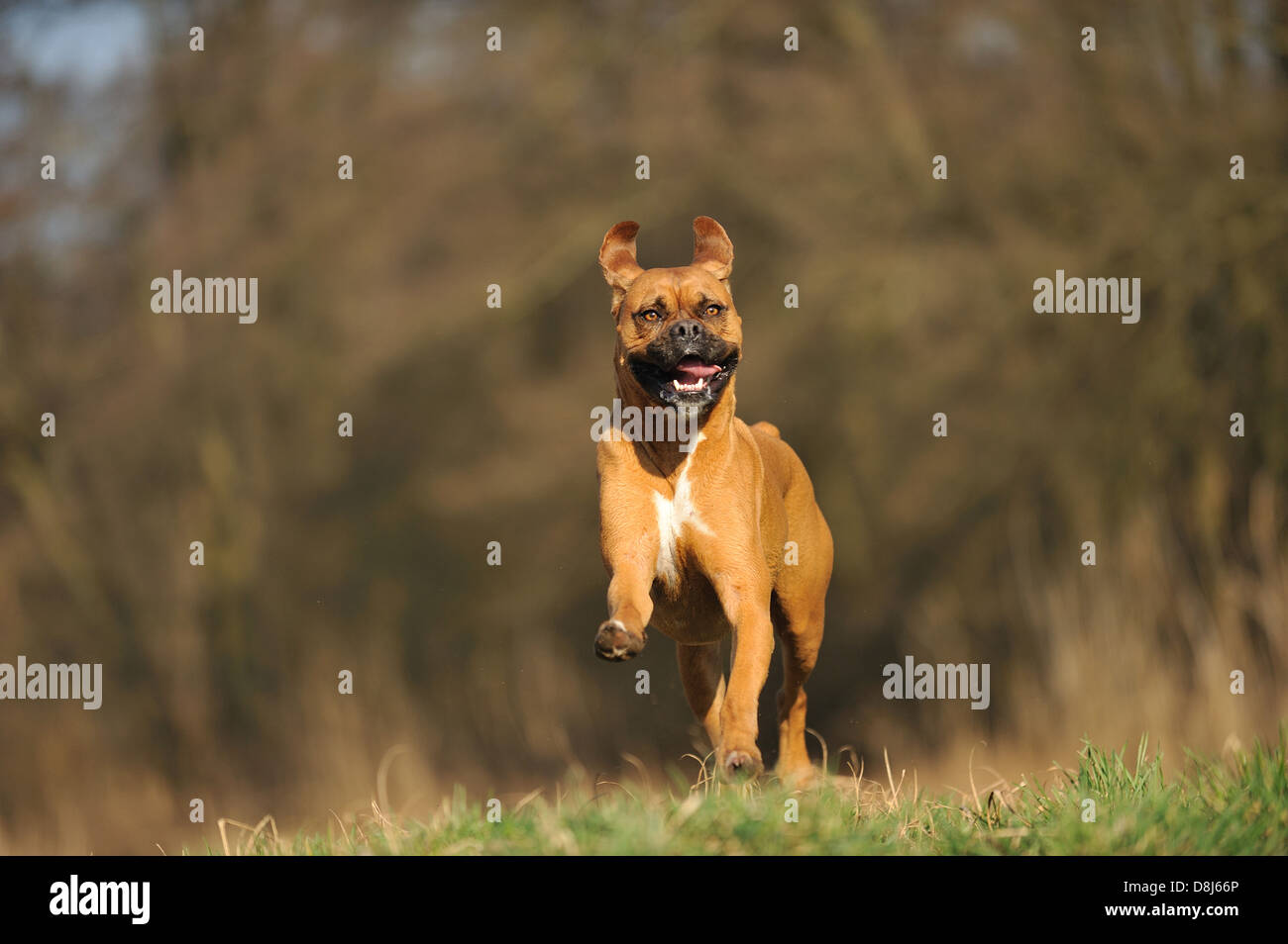 running German Boxer Stock Photo - Alamy