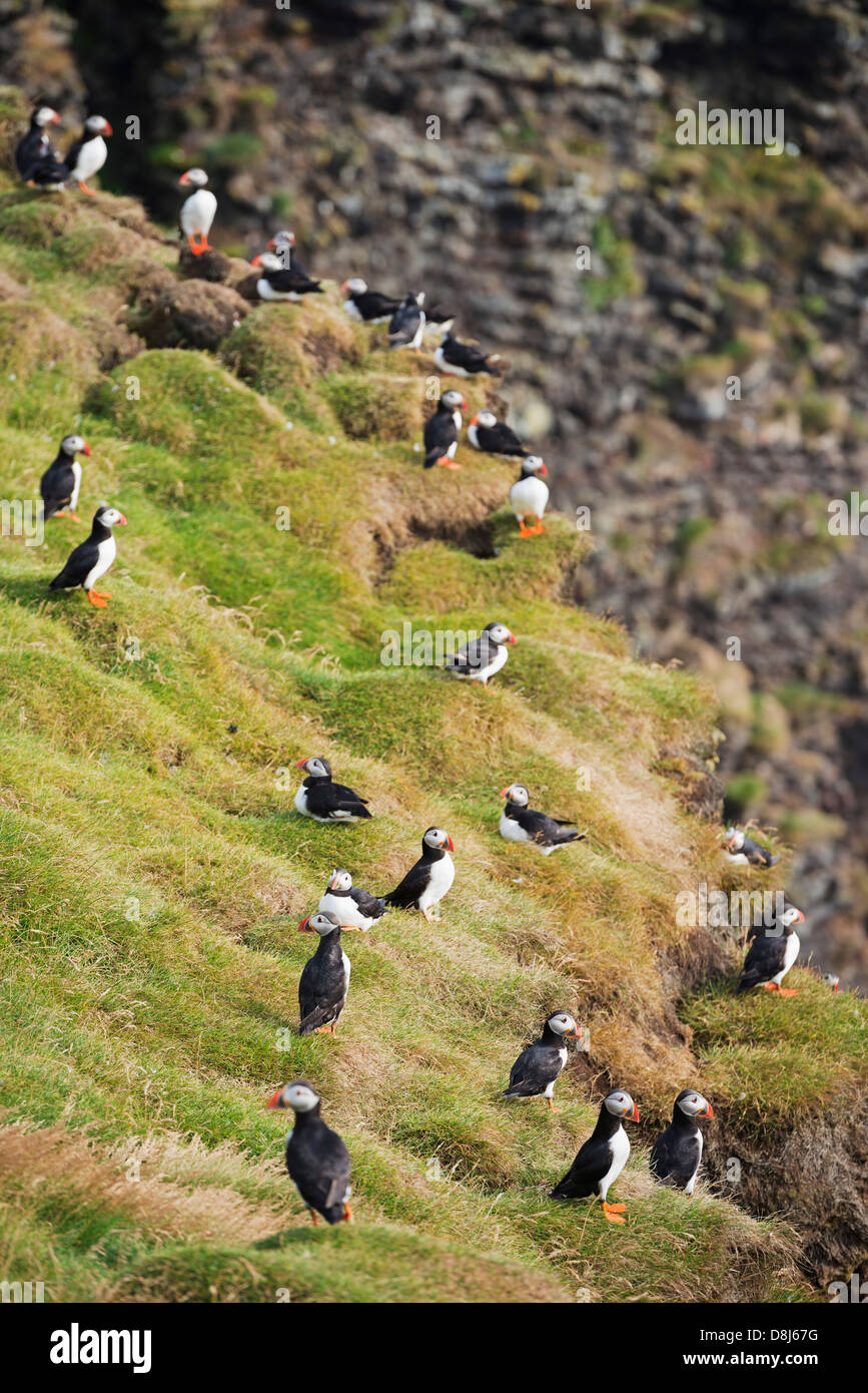 Iceland, Vestmannaeyjar, volcanic Westman Islands, Heimaey Island ...