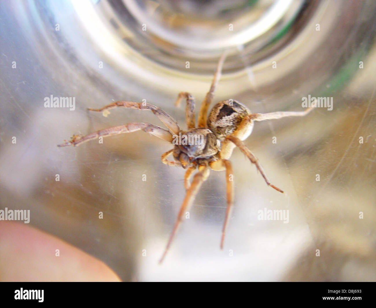 A close-up image of a spider covered in a layer of dew or glaze ...