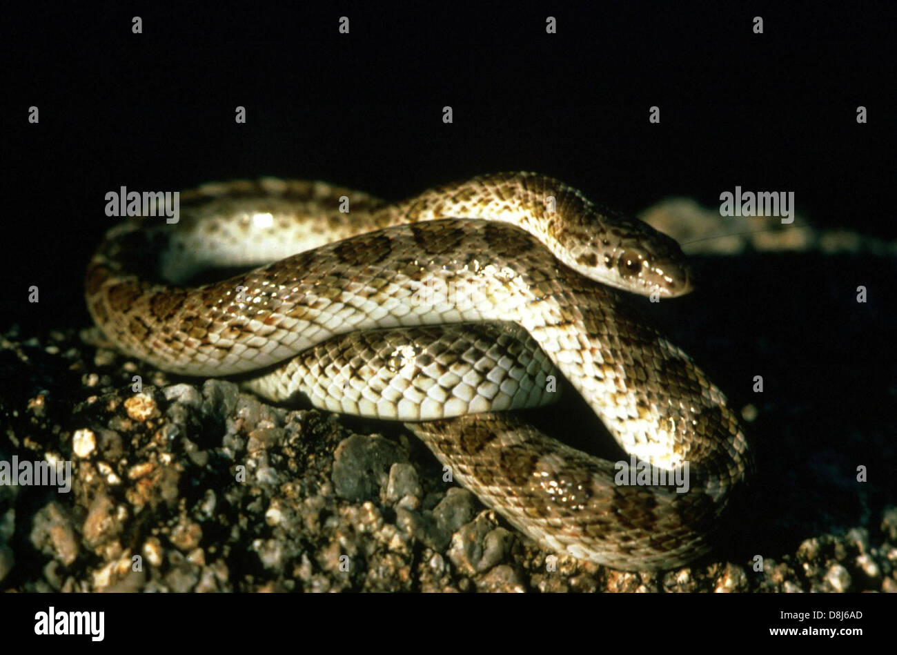 Creatures smooth scales hi-res stock photography and images - Alamy