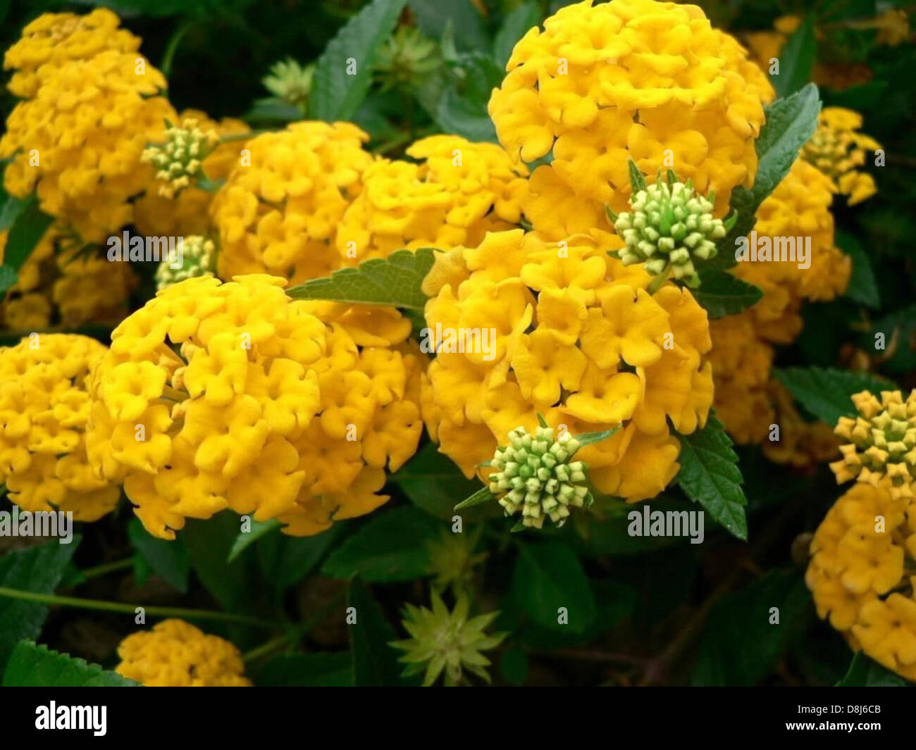 A close-up of a golden hydrangea flower, showcasing the rich, warm ...