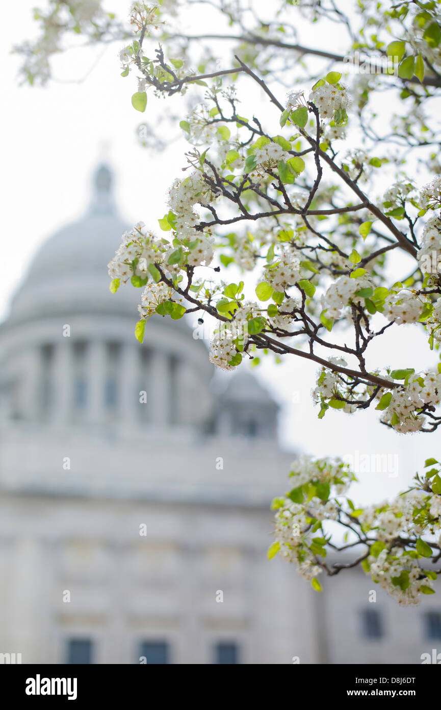 Cherry blossom at Rhode Island State House Providence Rhode Island USA ...