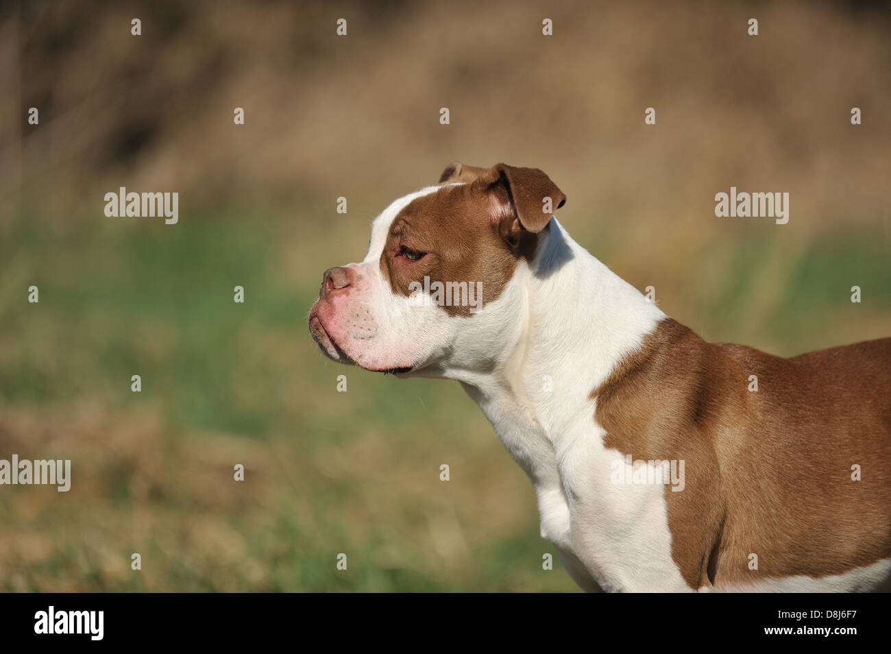 Renascence Bulldog Portrait Stock Photo - Alamy
