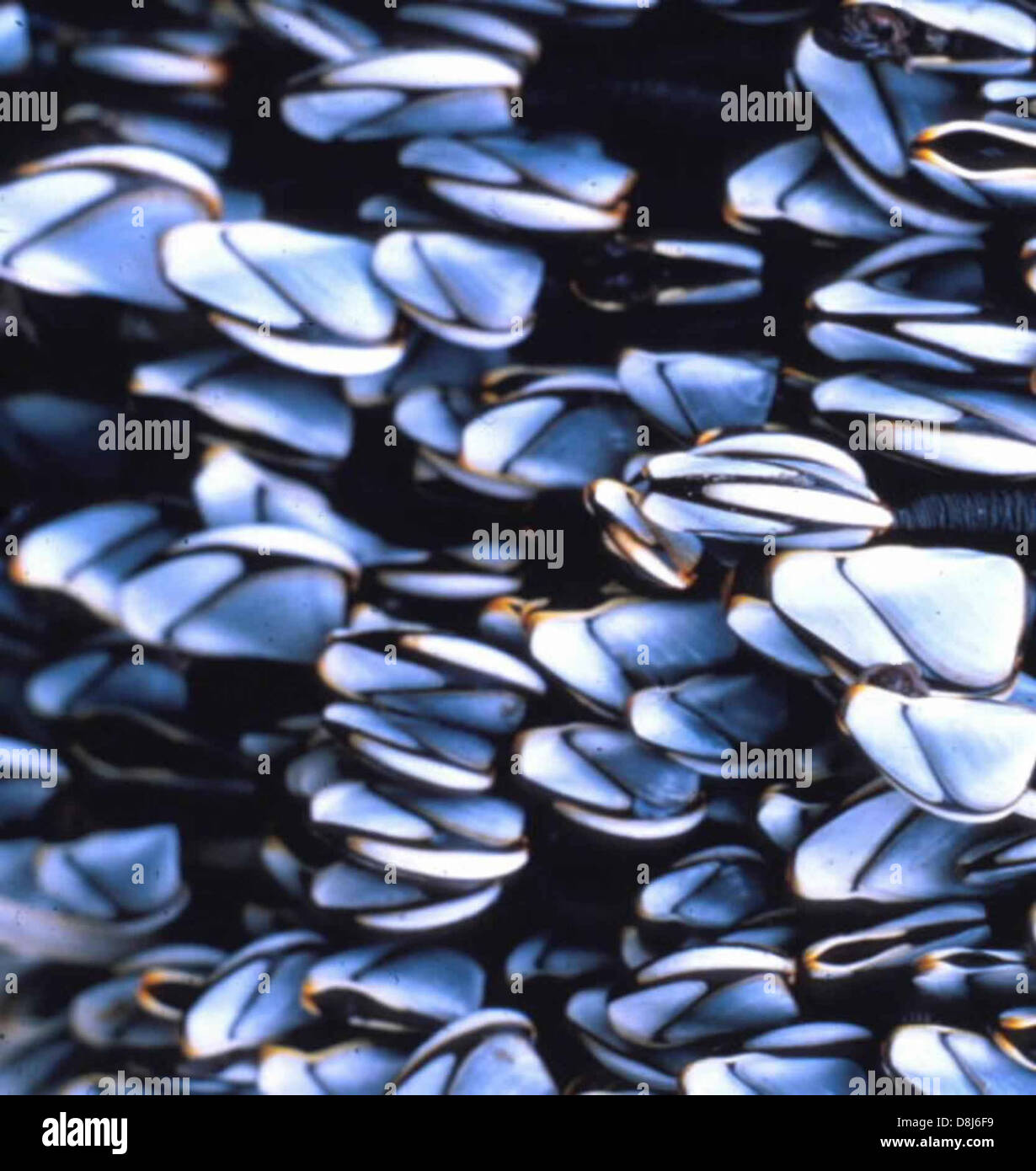 A close-up of a gooseneck barnacle, a marine crustacean known for its ...