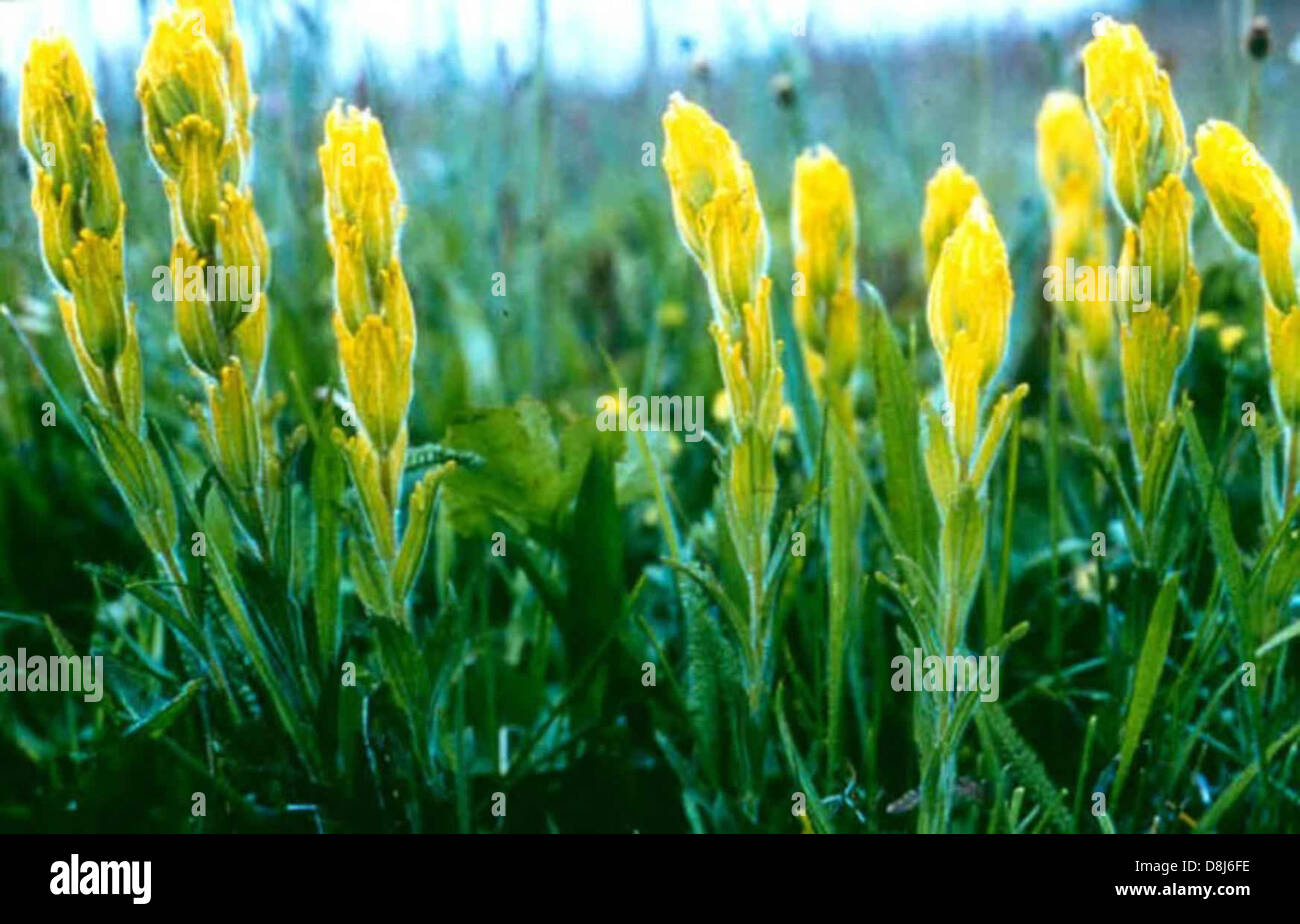 Yellow paintbrush castilleja species wildflowers hi-res stock ...