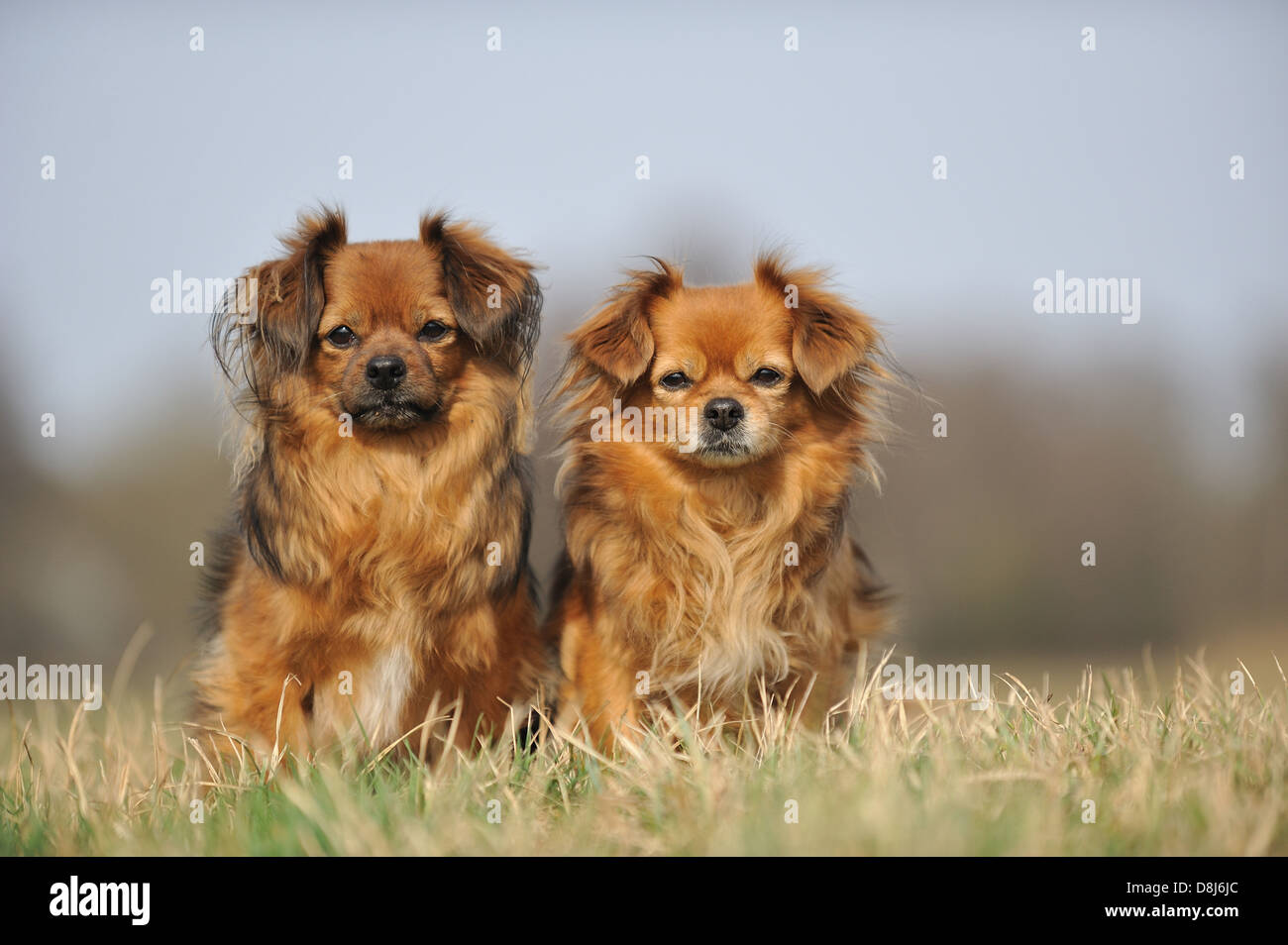 Tibetan spaniel dog sitting hi-res stock photography and images - Alamy