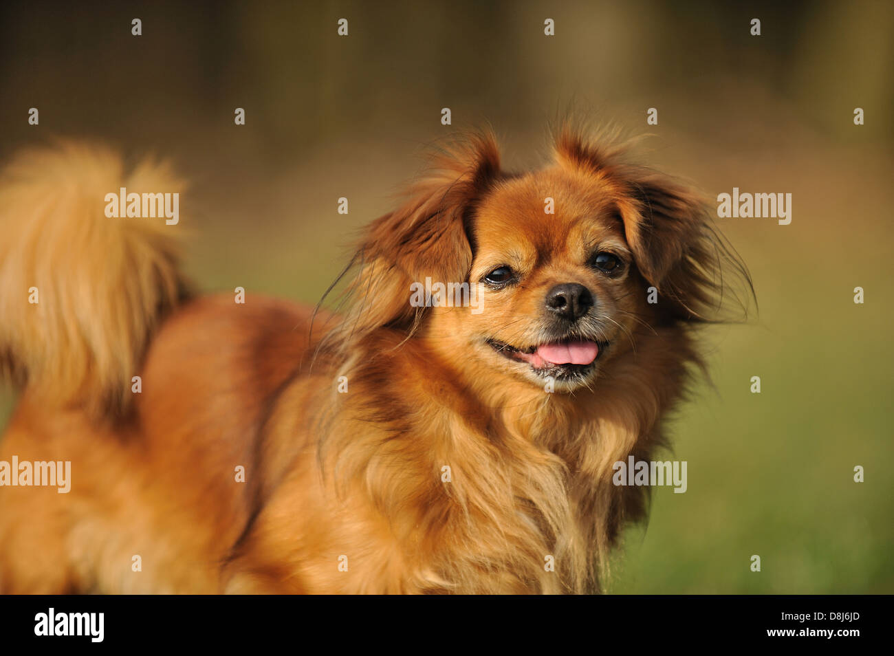 Portrait tibetan spaniel hi-res stock photography and images - Alamy