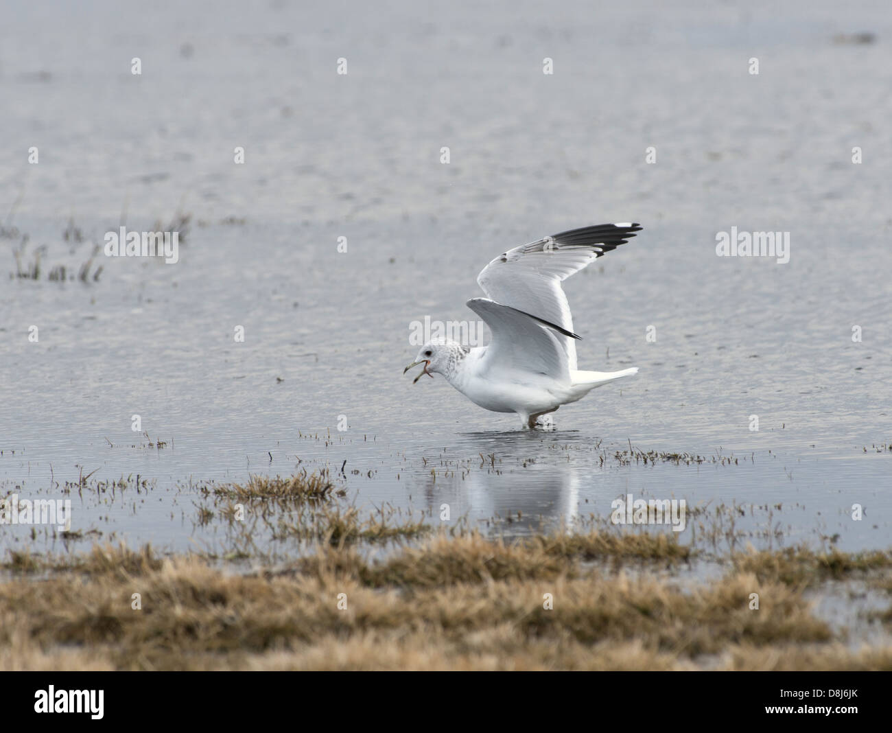 Common Gull (Larus oanus) feeding on earthworm on a flooded meadow ...
