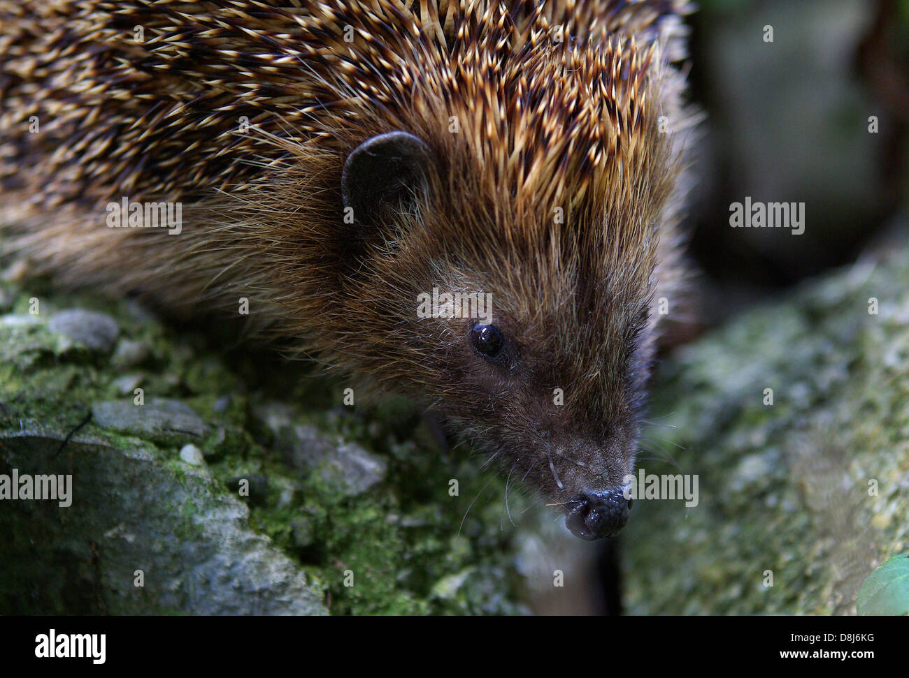 Hedgehogs eyes hi-res stock photography and images - Alamy