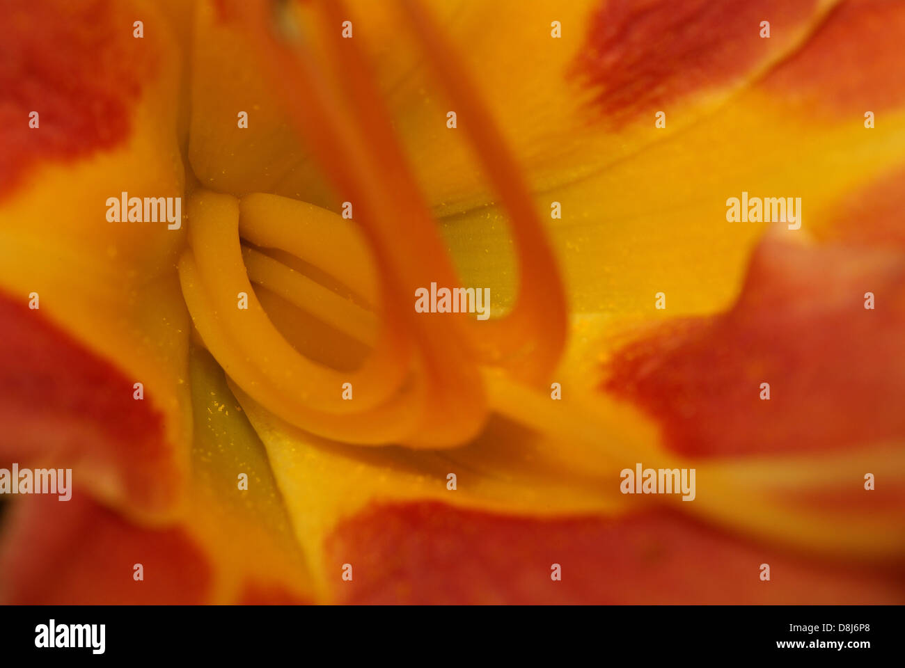 A Daylily Flower Base Stock Photo - Alamy