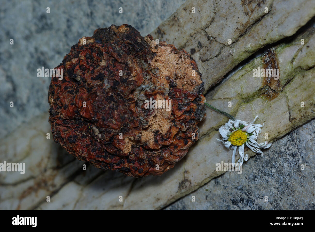 Arrangement - Withered and Wilted Stock Photo - Alamy
