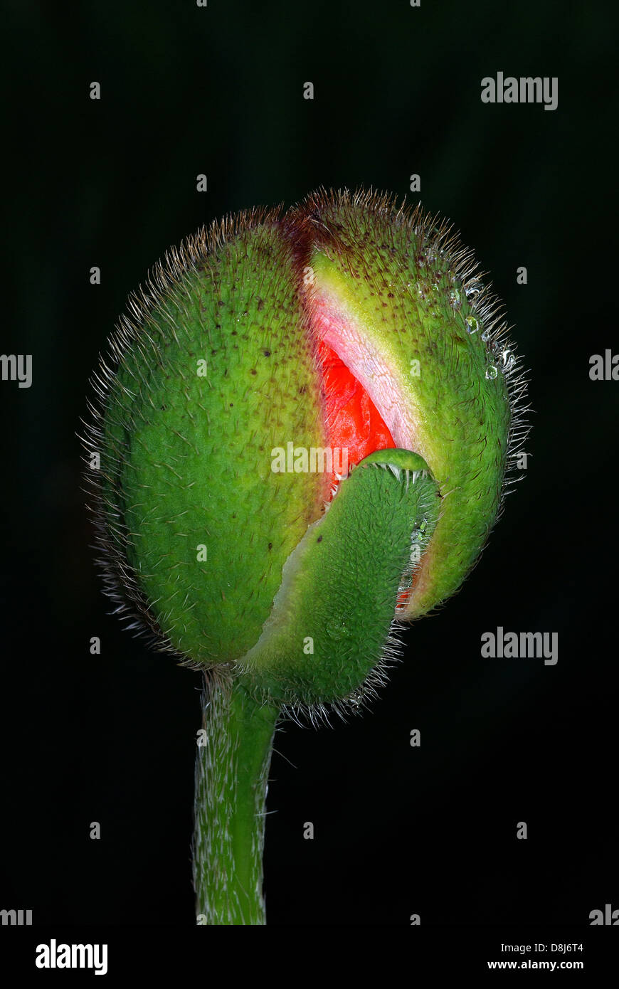 Poppy bud with dew Drops Stock Photo - Alamy