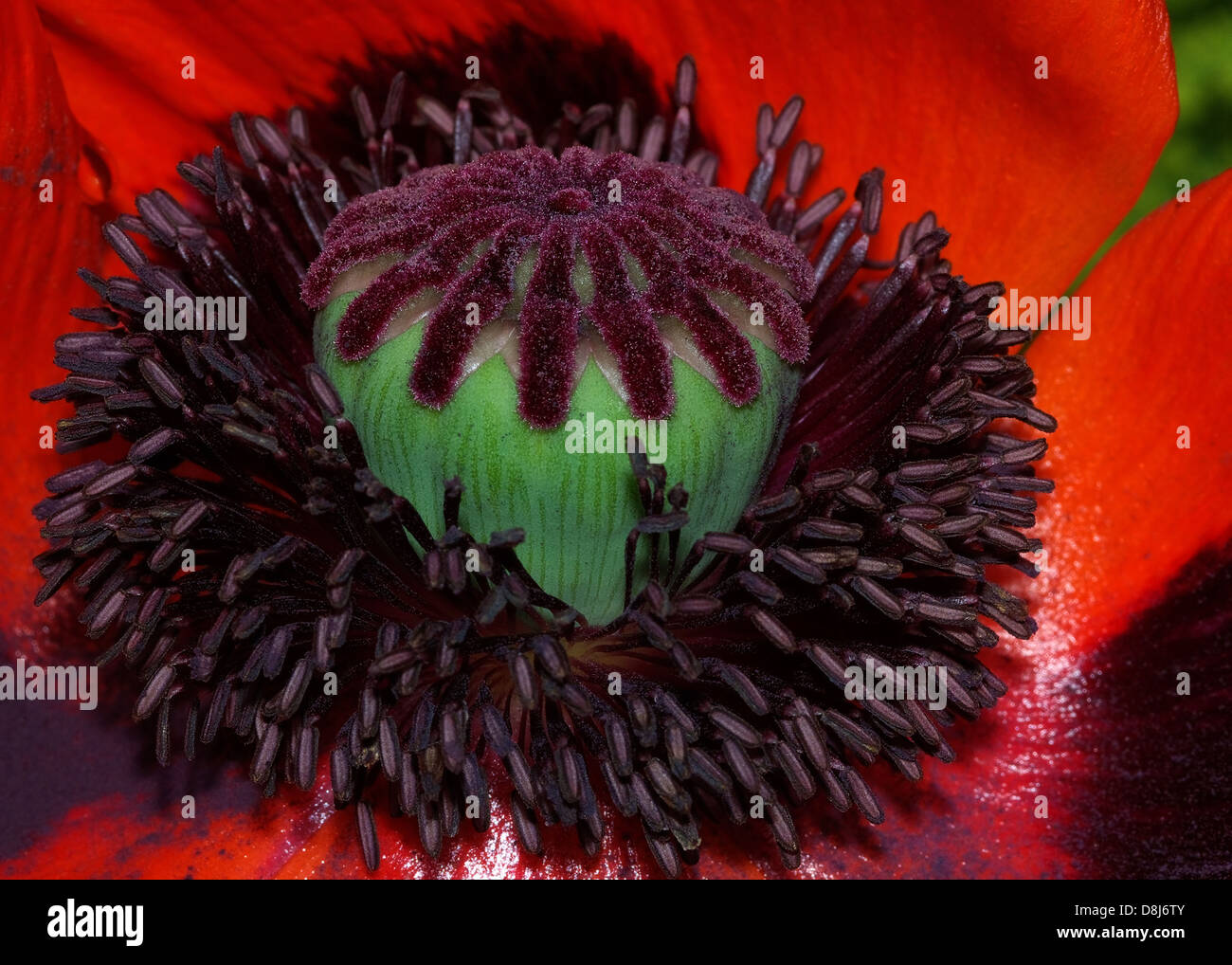 Ovary and ovule of flower hi-res stock photography and images - Alamy