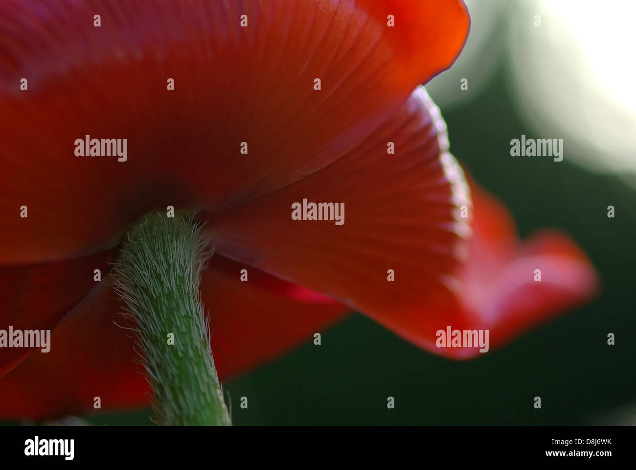 Bottom view of a Poppy Stock Photo - Alamy