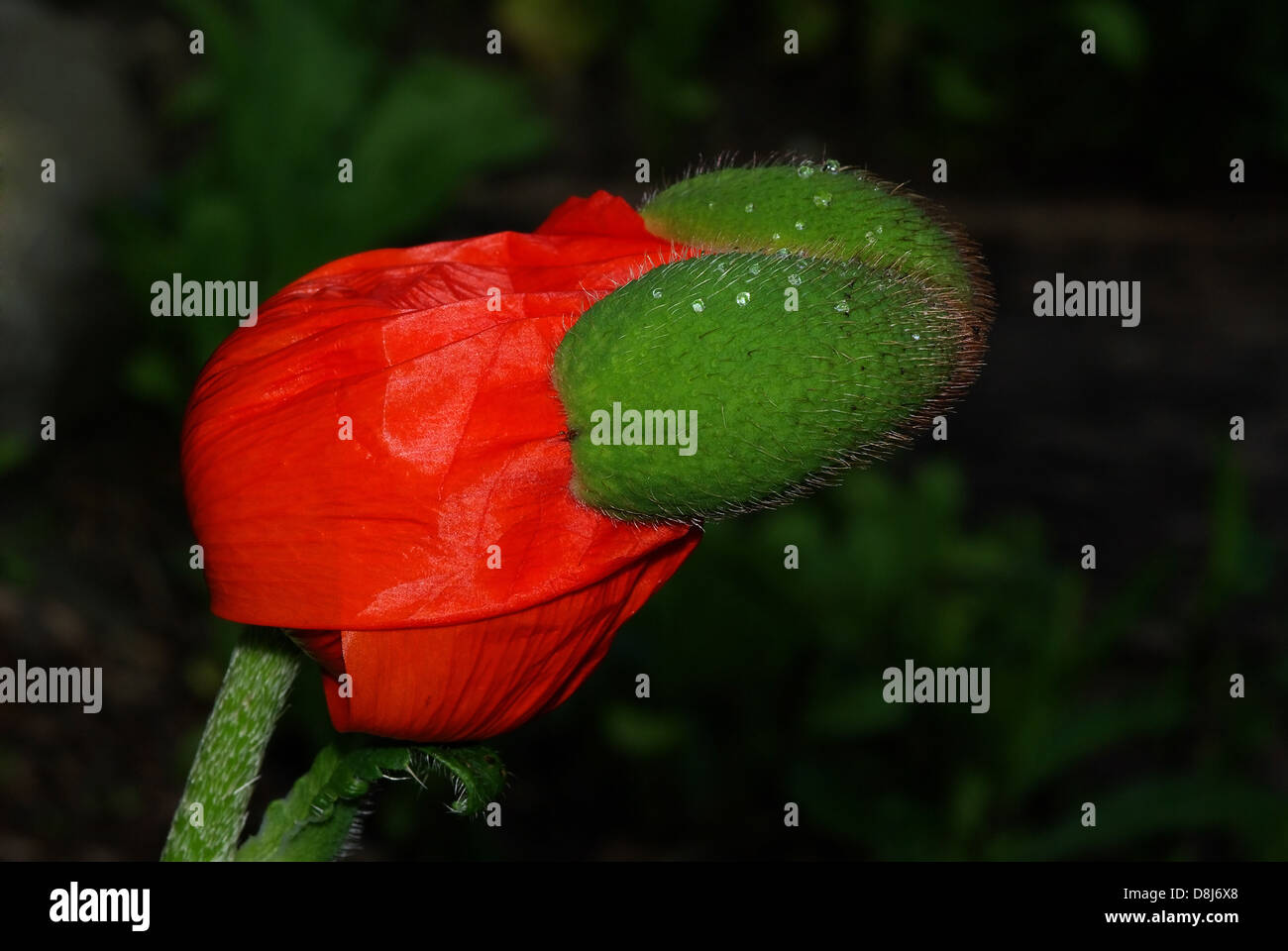Poppy bud with dew Drops Stock Photo - Alamy