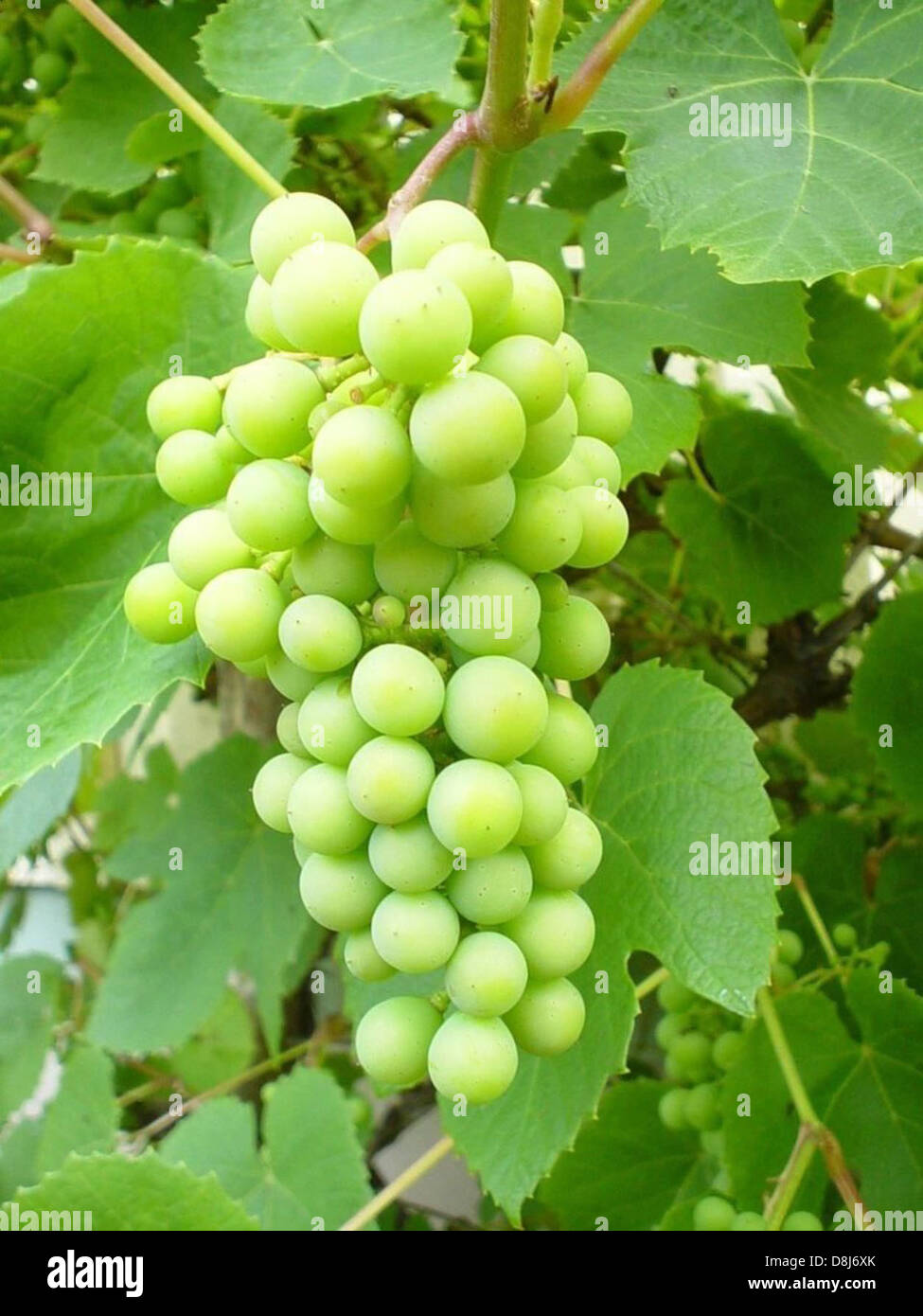 A healthy grapevine is shown, with lush green leaves and clusters of ...