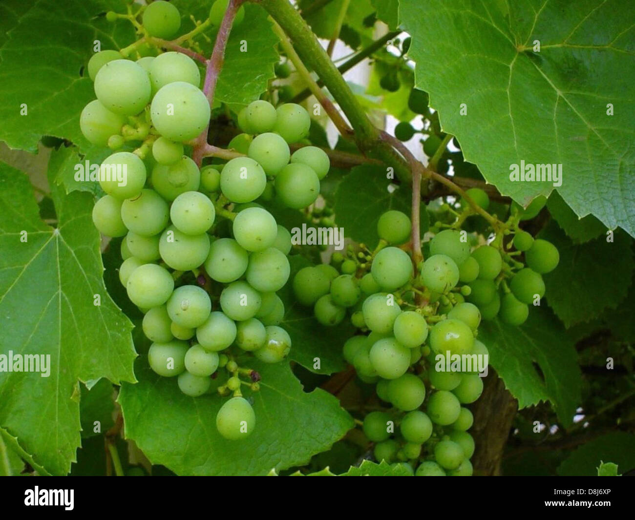 A close-up of vibrant green grapevines growing on a trellis. The ...