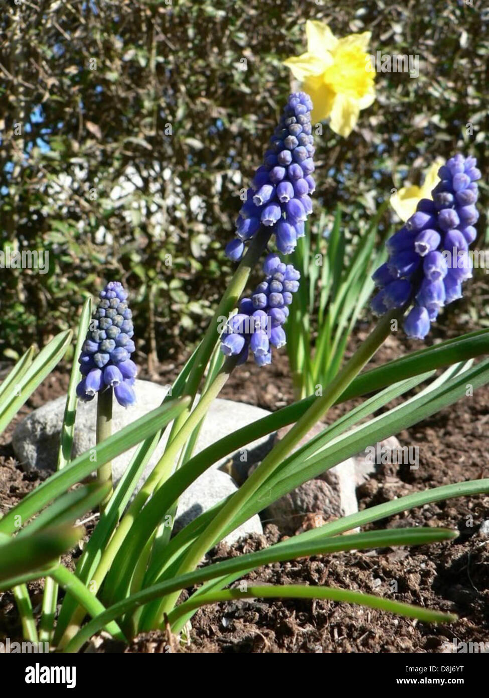 Grape hyacinths are small, vibrant flowers that form clusters of purple ...