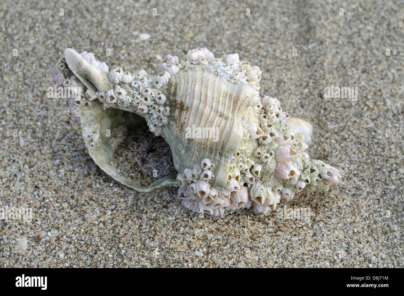 Old empty shell covered with barnacles on sand Stock Photo - Alamy