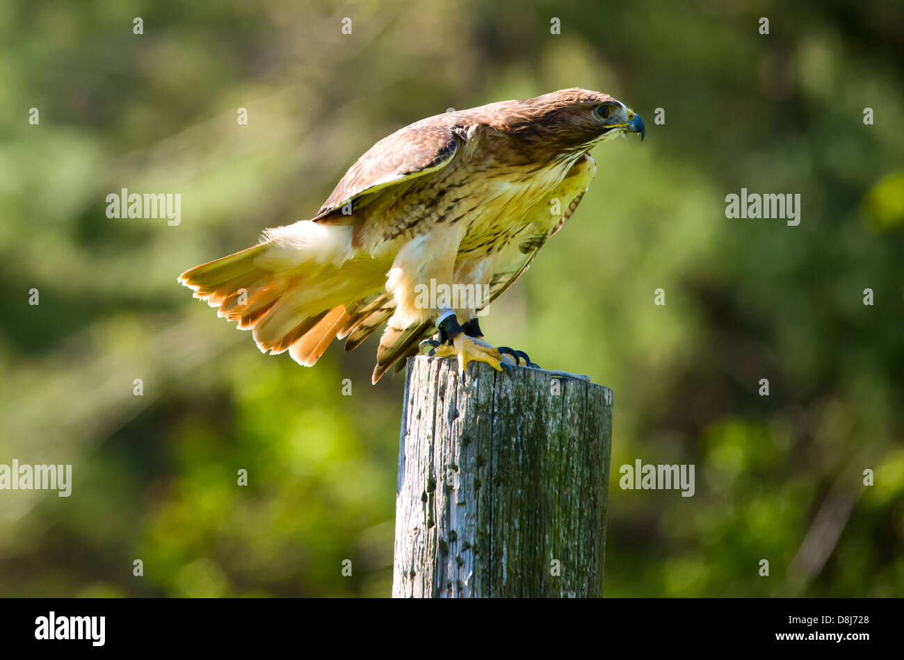 Red Tail Hawk Stock Photo - Alamy