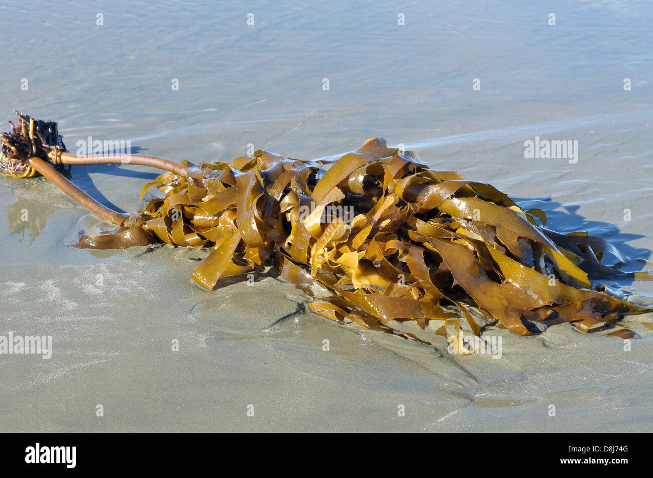 Kelp leaves hi-res stock photography and images - Alamy