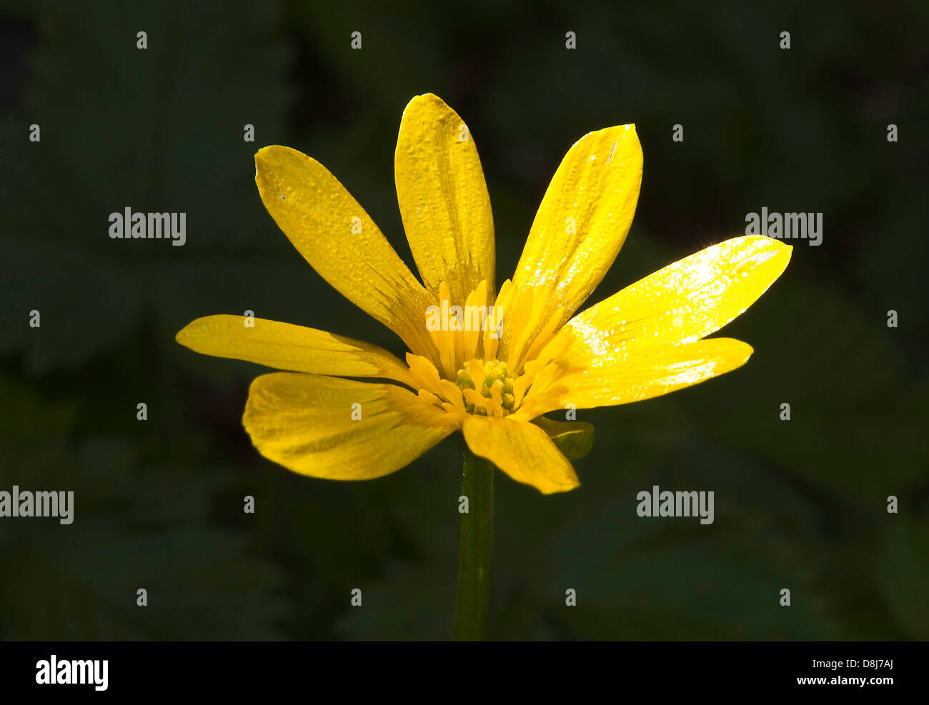 Brazen hussy hi-res stock photography and images - Alamy