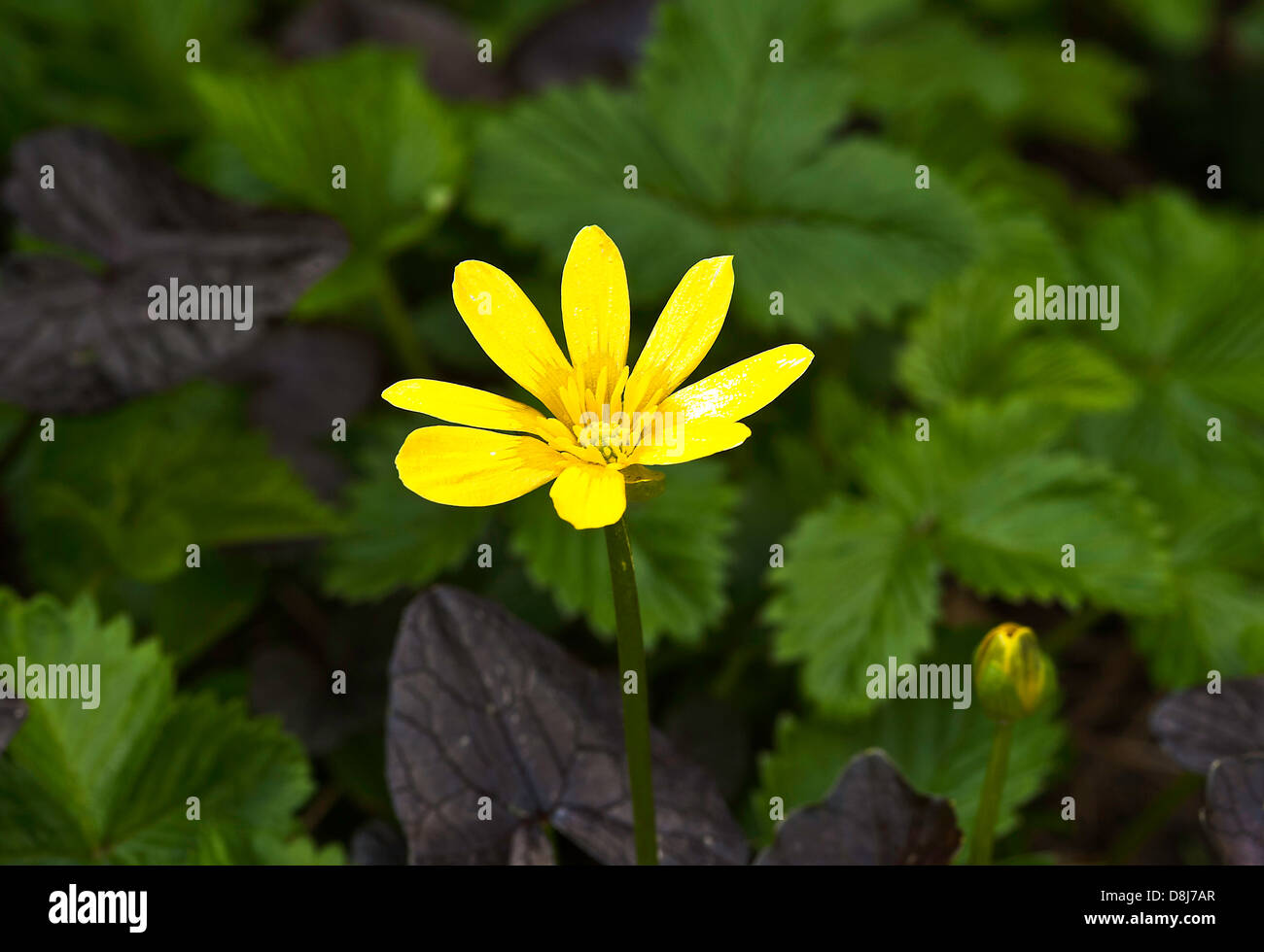 Brazen hussy hi-res stock photography and images - Alamy