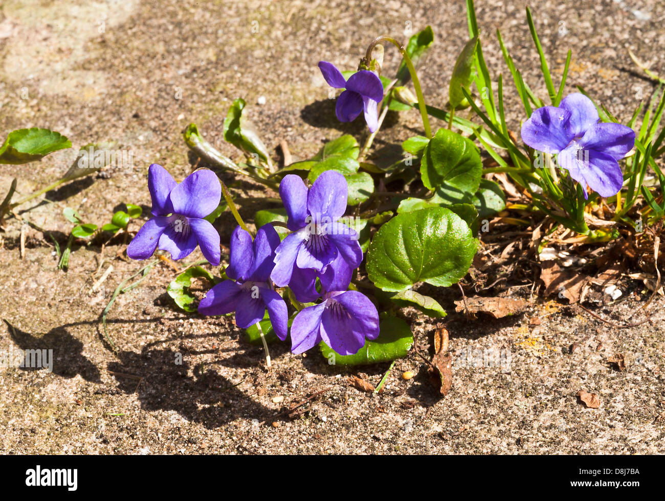 Self Seeded Wild Violet Flowers in Bloom in a Cheshire Garden Alsager ...