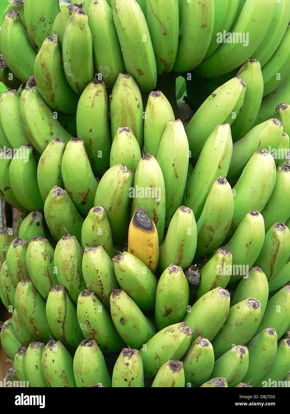A bunch of bananas with a mix of green and yellow, indicating their ...