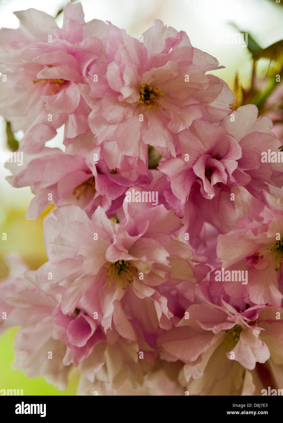 Double Cherry Blossom Flowers Pink Perfection in Full Bloom on a Cherry ...