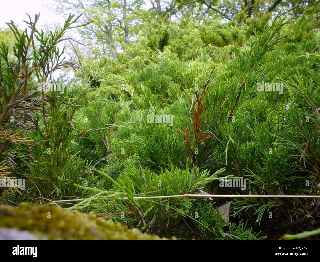 This image depicts a dense green bush, showcasing the rich foliage and ...
