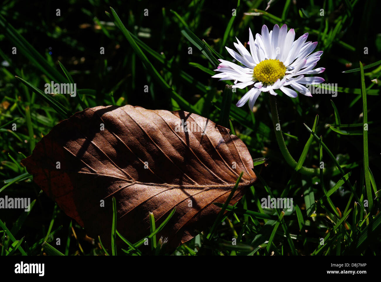 Cycle of Life Stock Photo - Alamy
