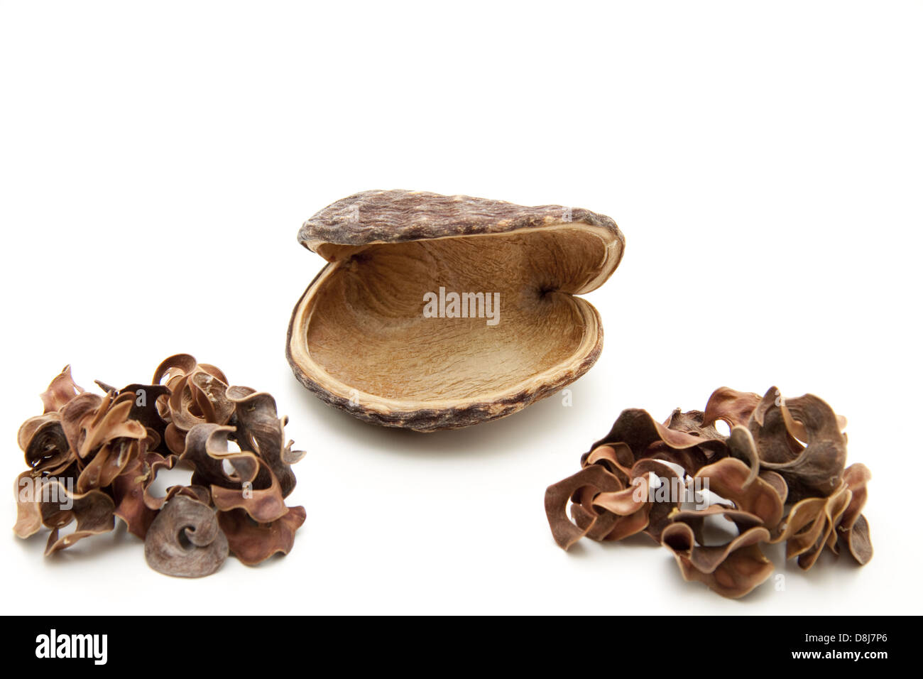 Nut shell hi-res stock photography and images - Alamy