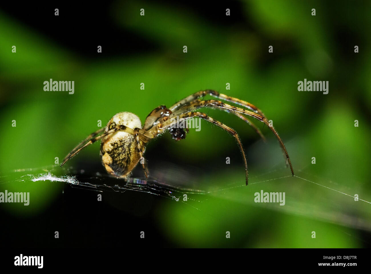 Spider linyphiidae sp hi-res stock photography and images - Alamy