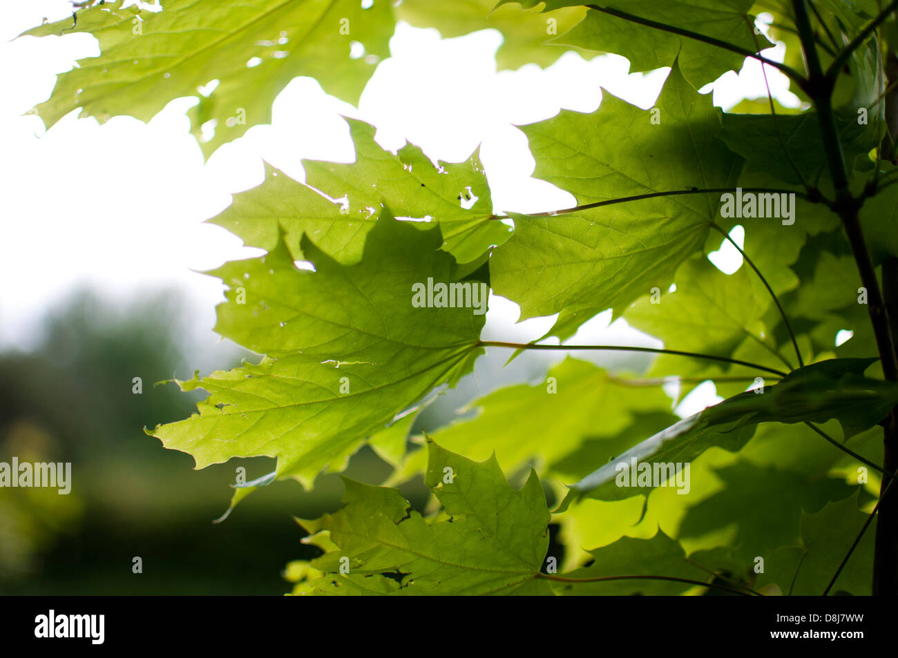 Leaves sycamore tree acer hi-res stock photography and images - Alamy