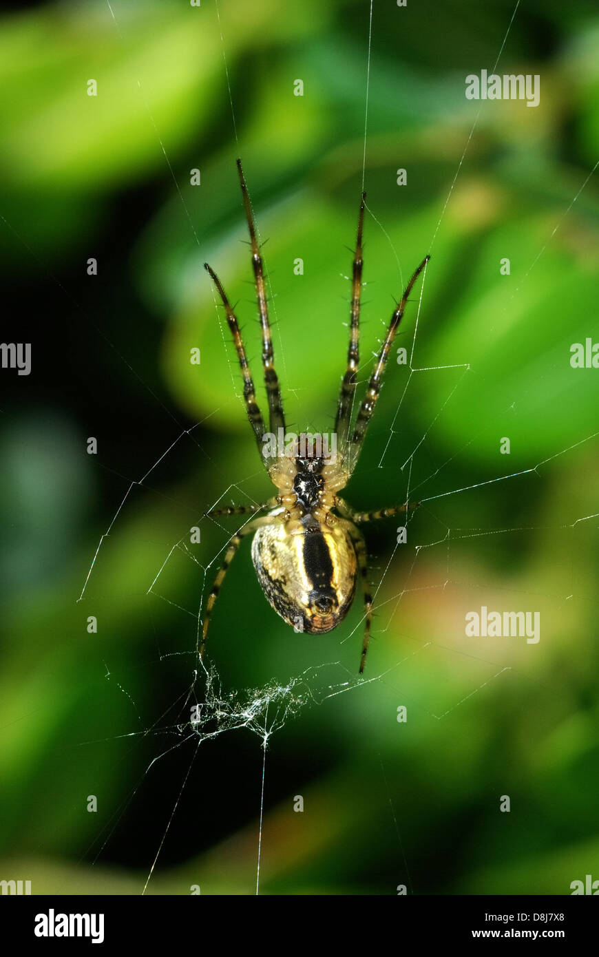 Spider With Canopy High Resolution Stock Photography and Images - Alamy