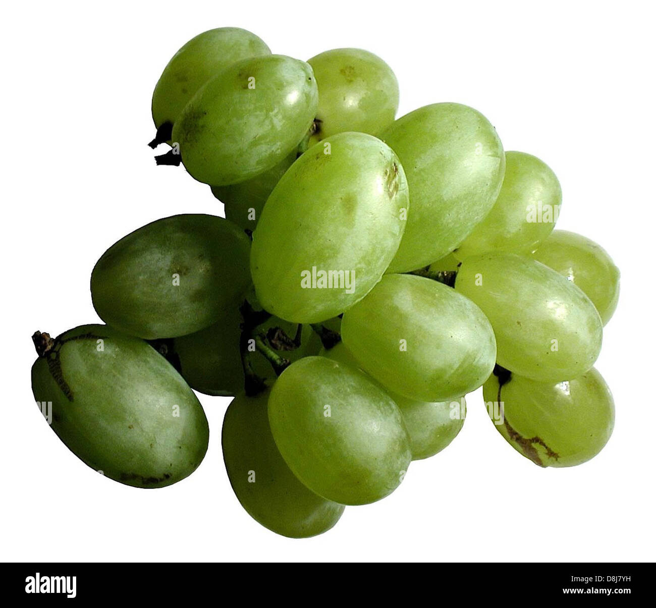 Fresh green grapes displayed on a vine, highlighting their natural ...