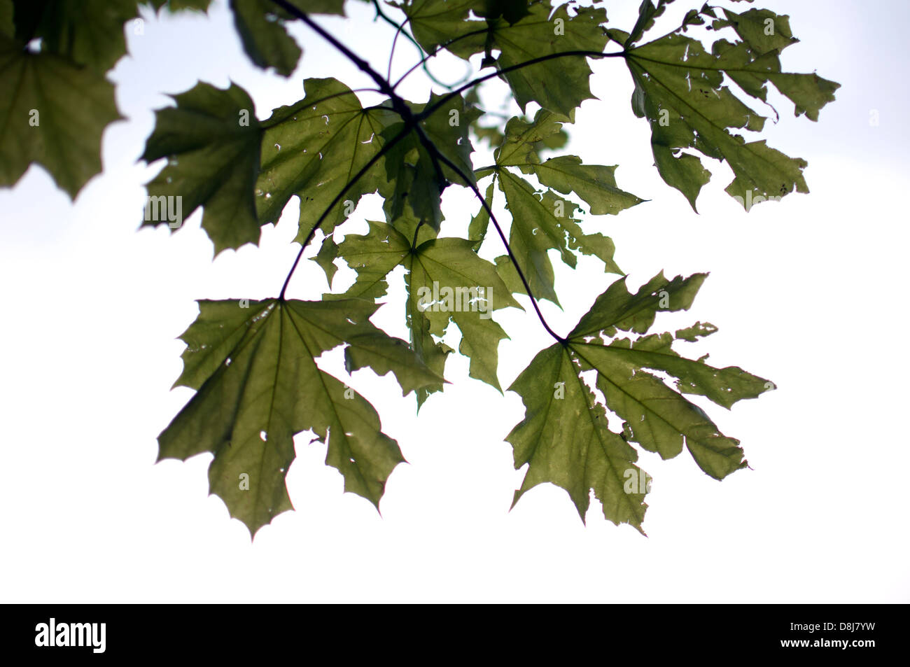 Sycamore tree leaves hi-res stock photography and images - Alamy