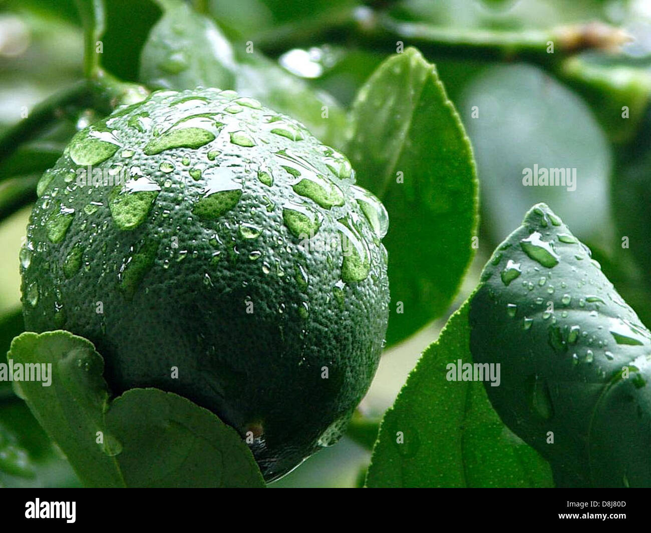 A ripe green Meyer lemon, known for its unique color and flavor, is ...