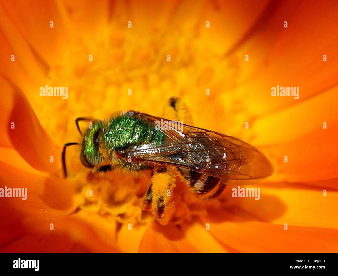 A close-up of a green hornet insect, displaying its shiny green body ...