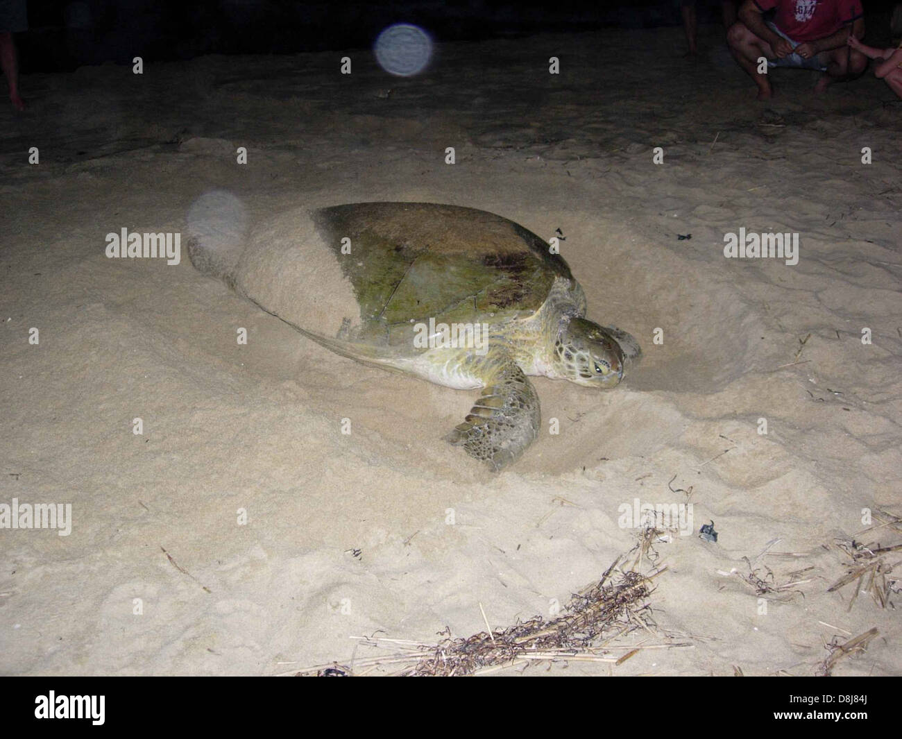 A green sea turtle (Chelonia mydas) is seen nesting on sandy beach ...
