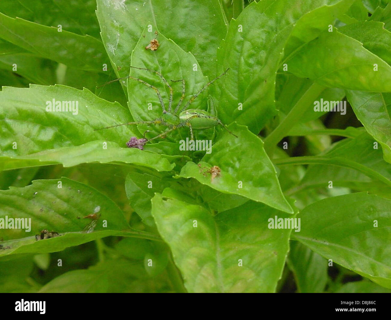 A green spider resting on a surface, displaying its distinctive color ...