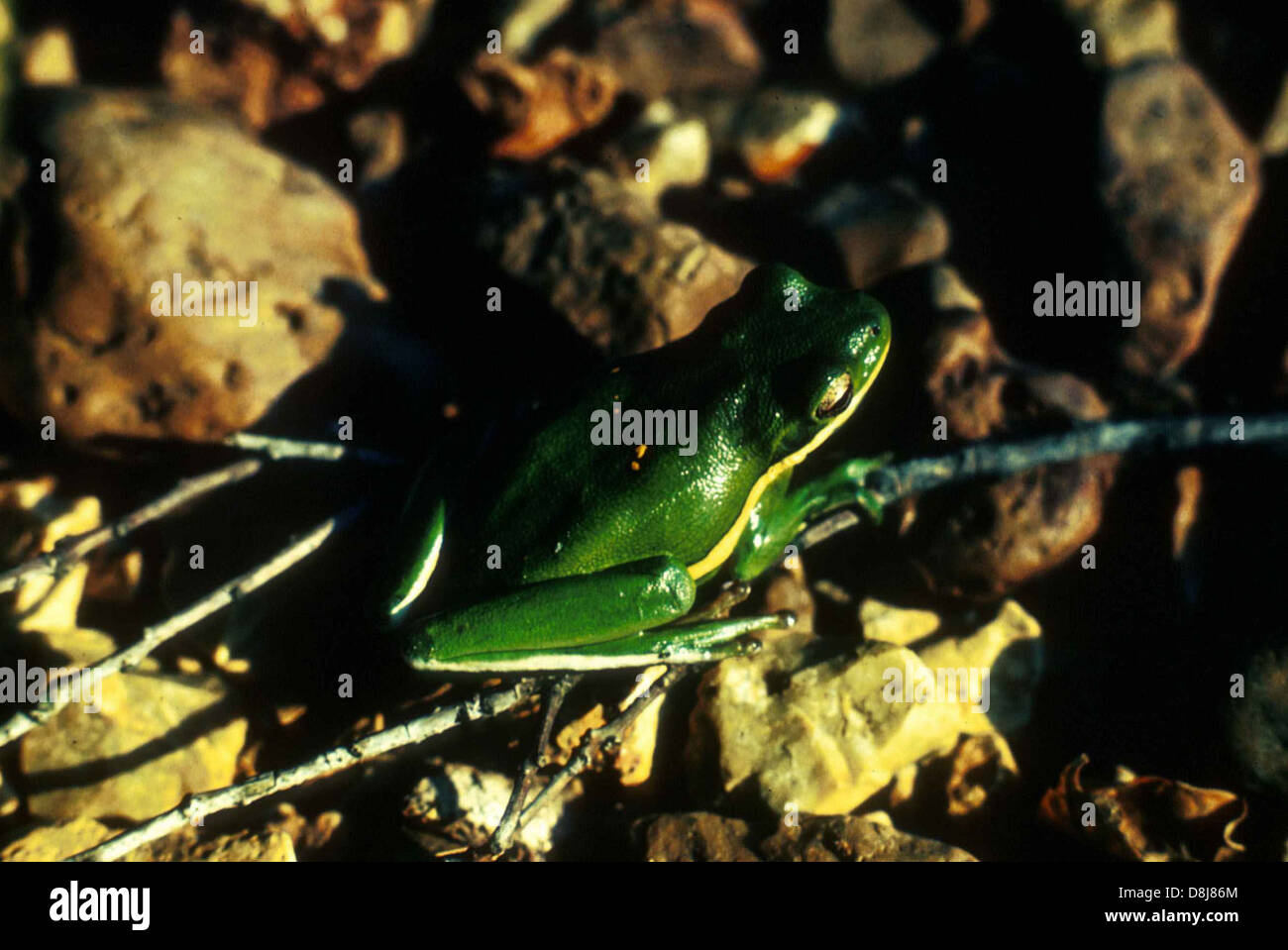 This stock photo shows a green amphibian frog resting on the ground ...