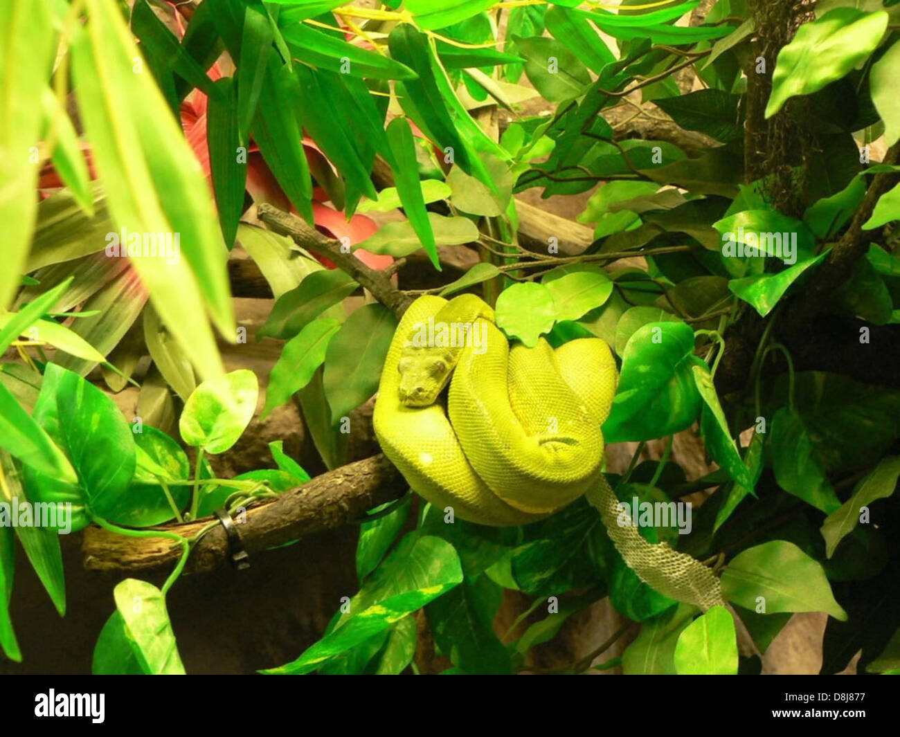 A green tree python snake coiled on a branch, displaying its vibrant ...