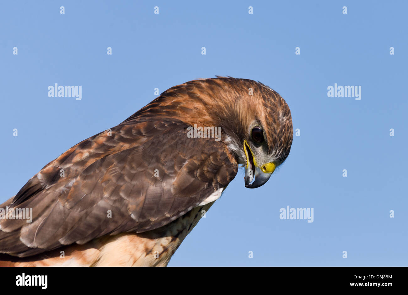 Red Tail Hawk Stock Photo - Alamy