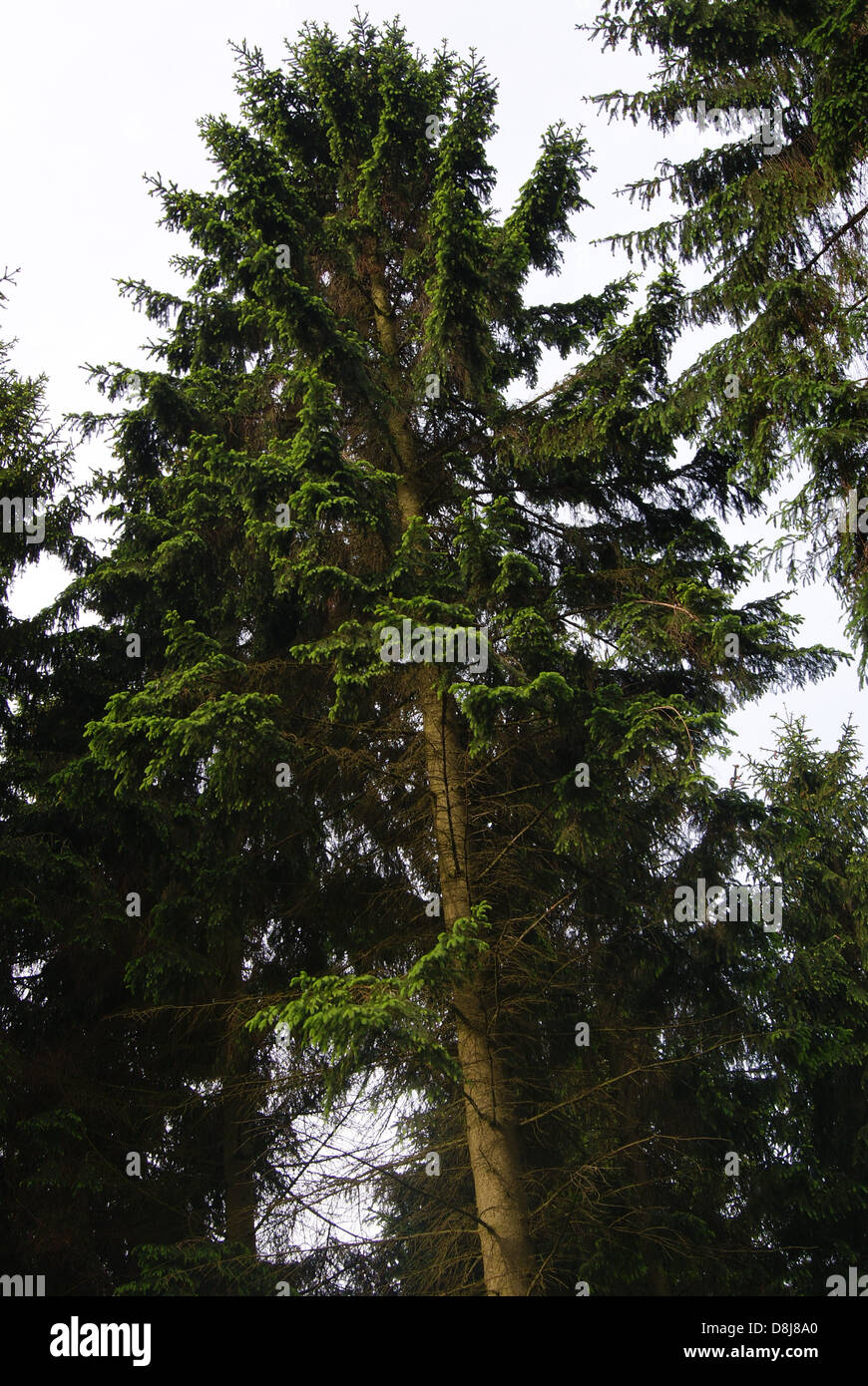 Forrest woods hi-res stock photography and images - Alamy